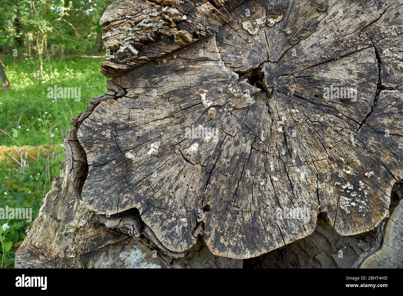 Stack of large rotting tree trunks Stock Photo - Alamy