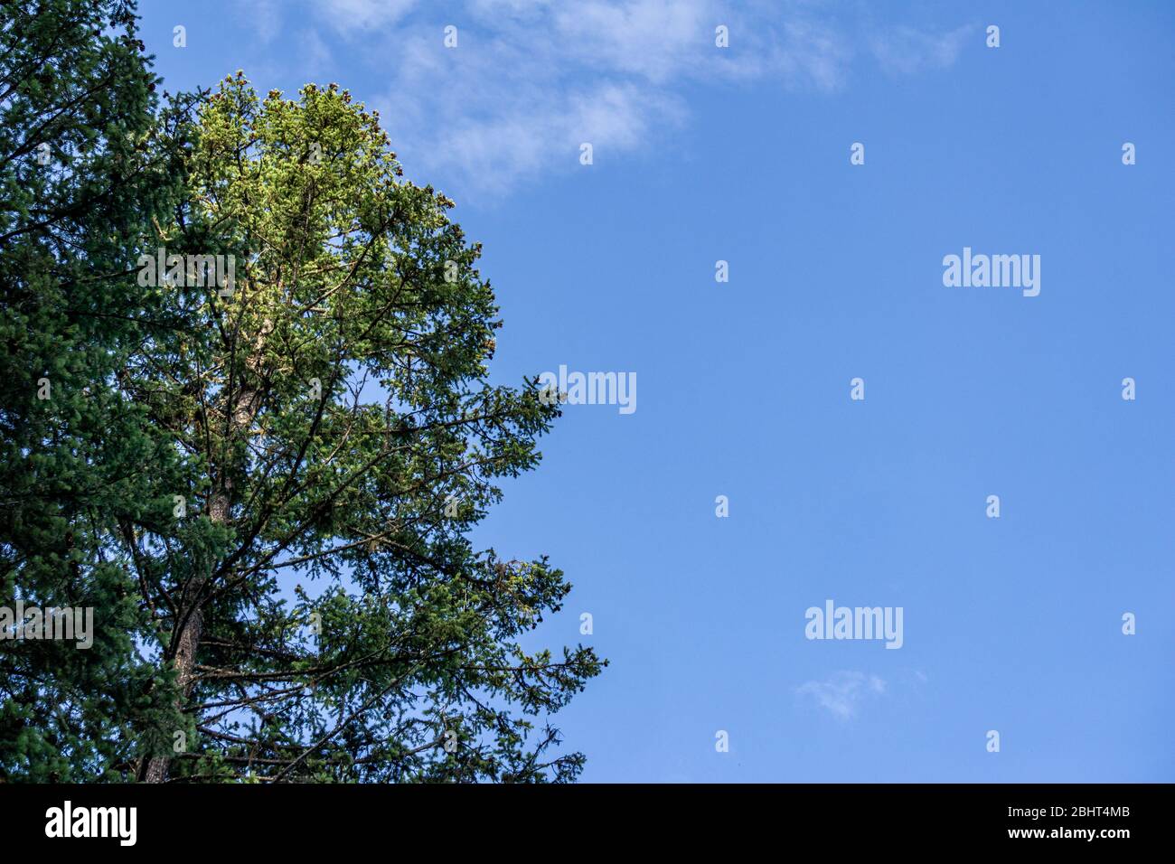 Dense beautiful crown hi-res stock photography and images - Alamy