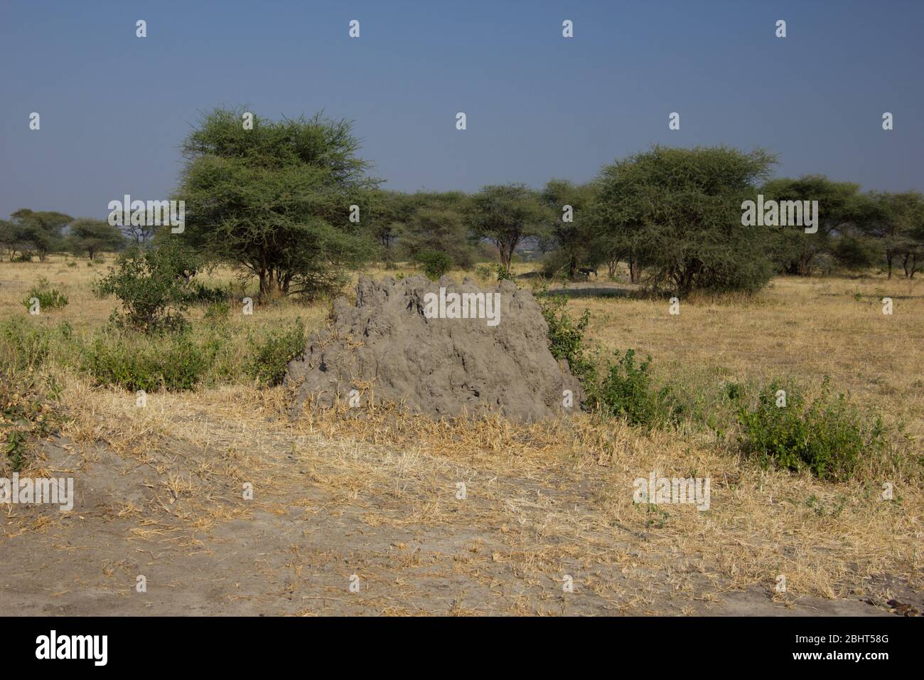 African termites hi-res stock photography and images - Alamy