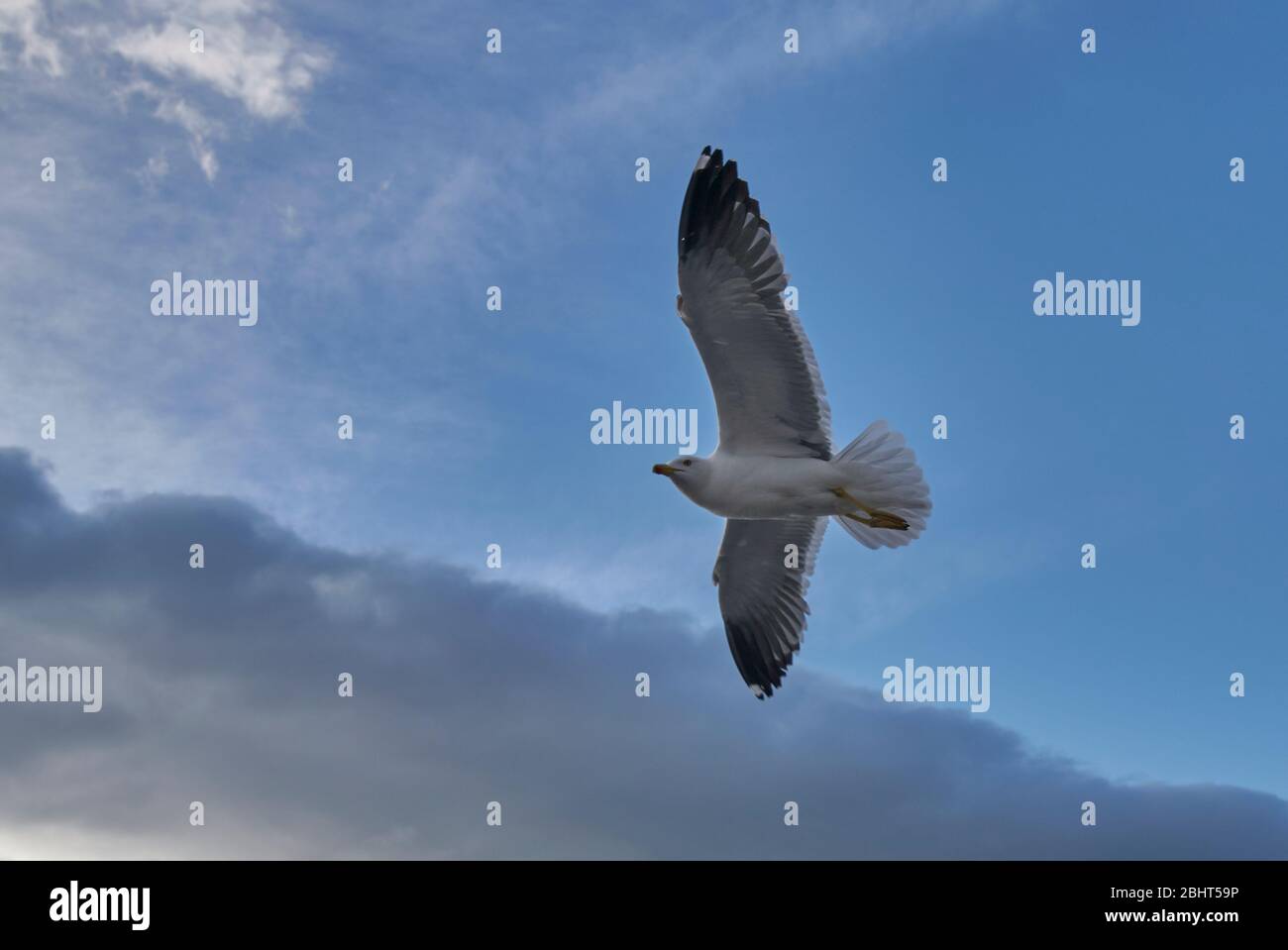 Various seabirds hi-res stock photography and images - Alamy