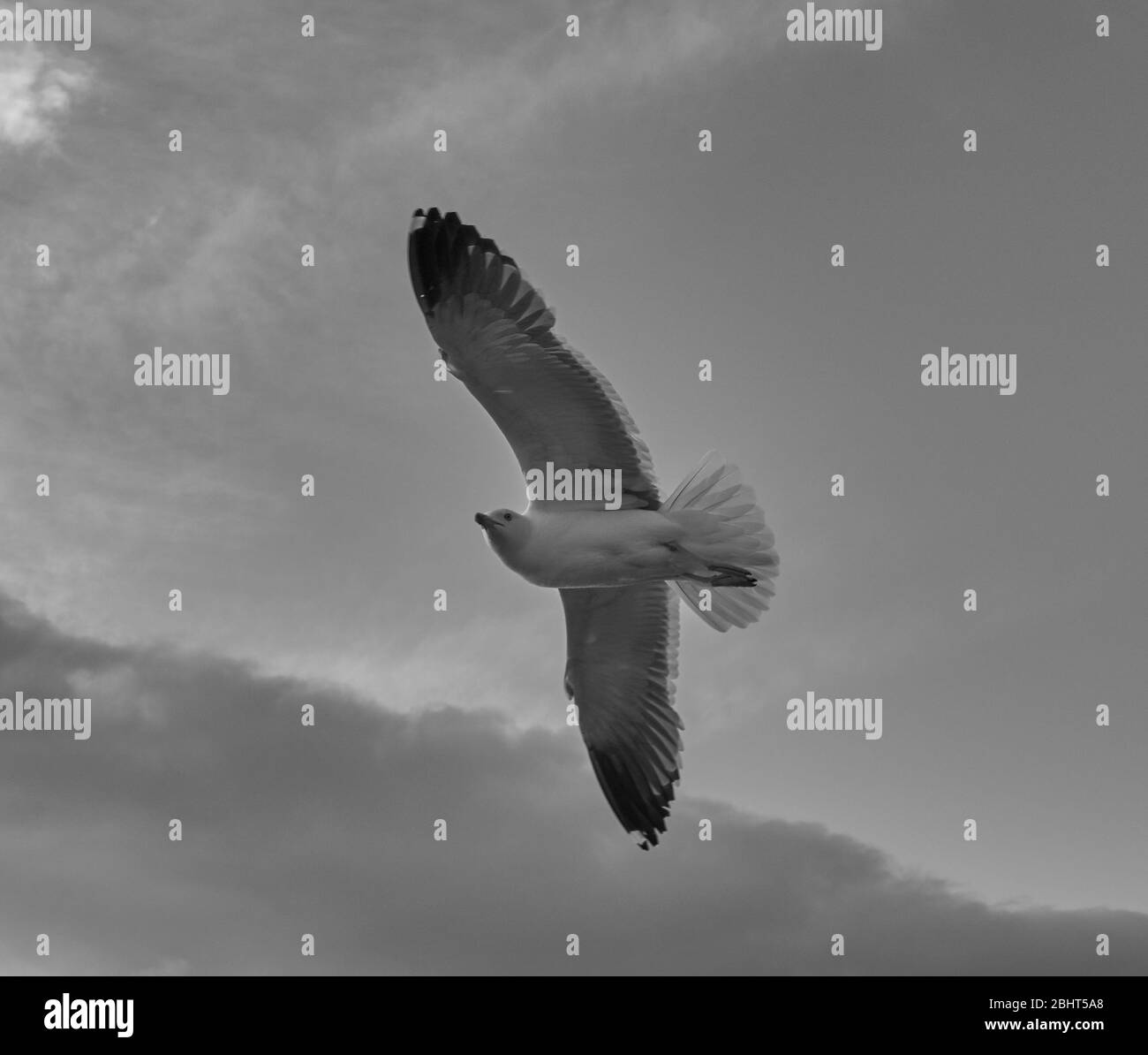 Various seabirds hi-res stock photography and images - Alamy