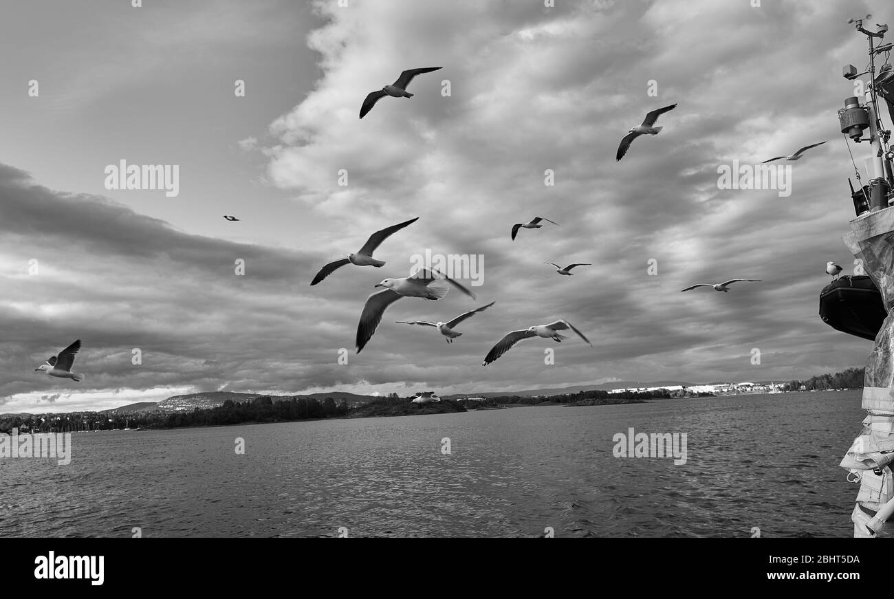 Various seabirds hi-res stock photography and images - Alamy