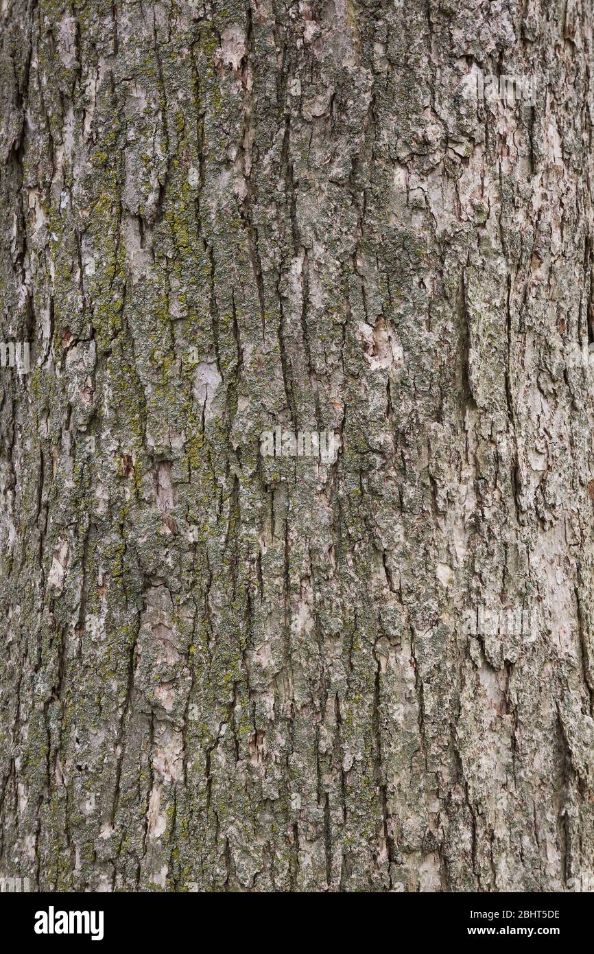 Quercus macrocarpa - Bur Oak tree bark detail Stock Photo - Alamy