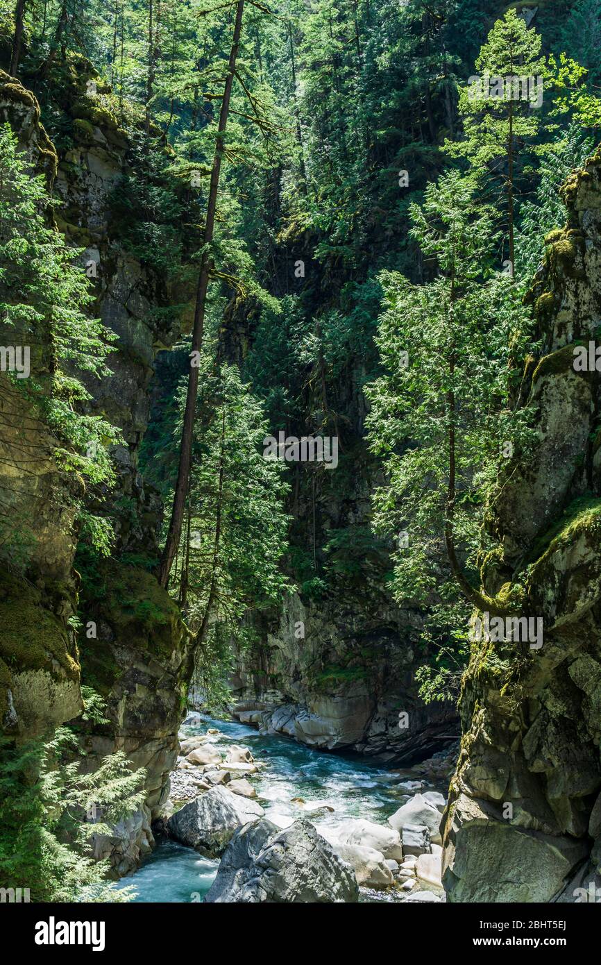 mountain river or stream in a deep canyon green forest british columbia ...