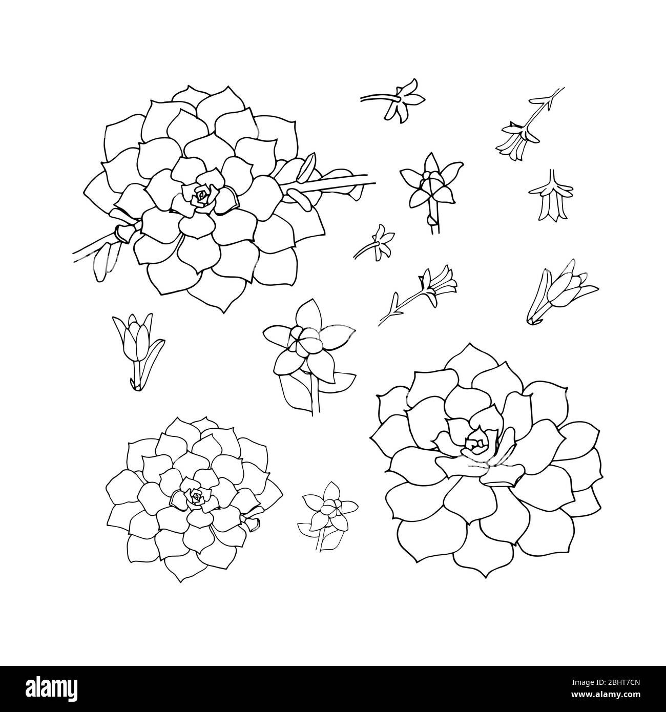 Hand drawn line succulent plant Vector illustration isolated on white ...