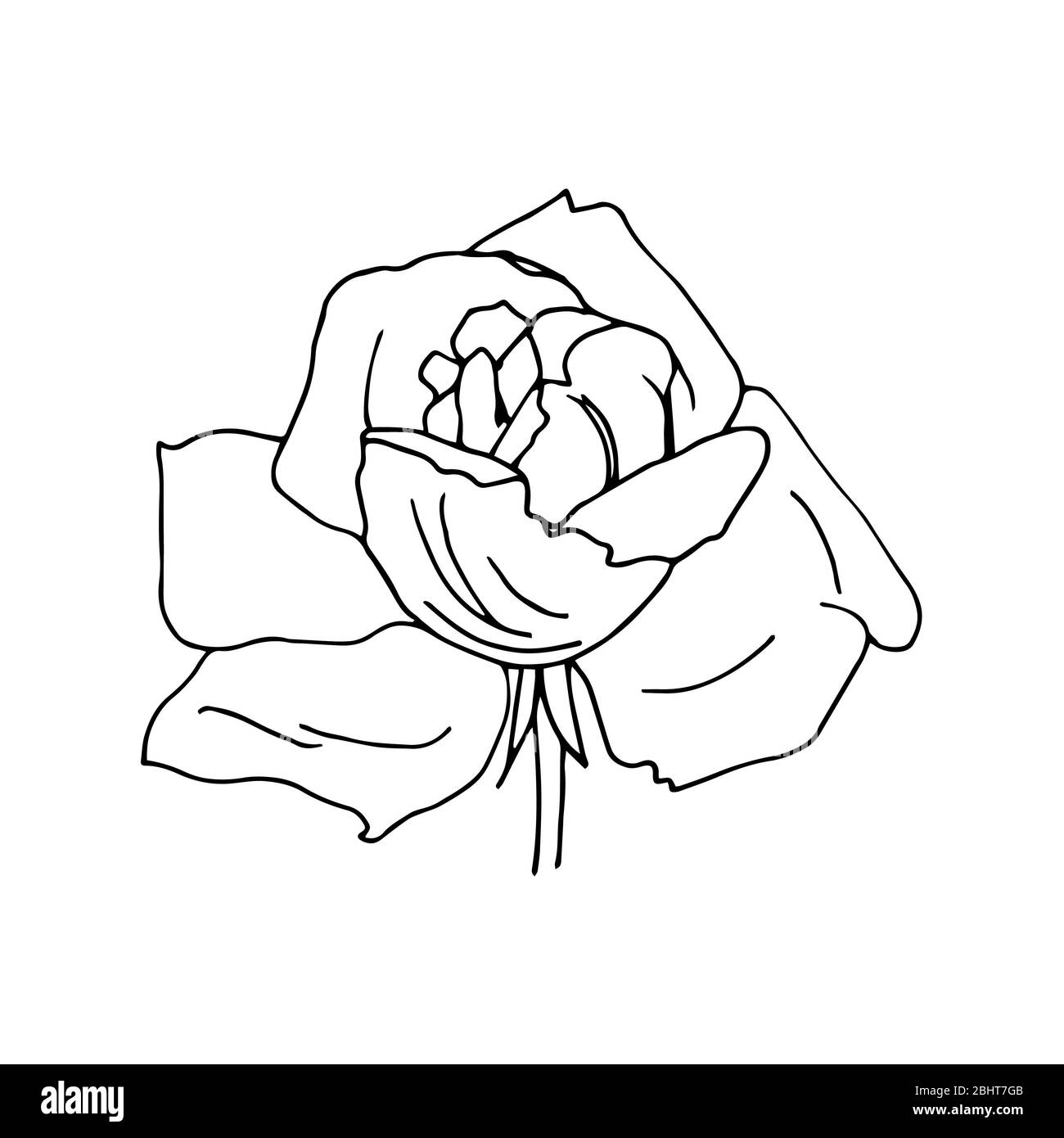 Rose Line Drawing High Resolution Stock Photography and Images - Alamy