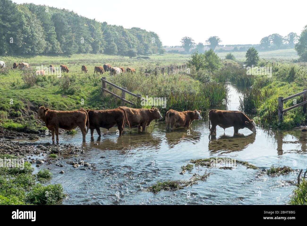 Grazing meadow with Beef cattle standing in the River Stiffkey Stock ...