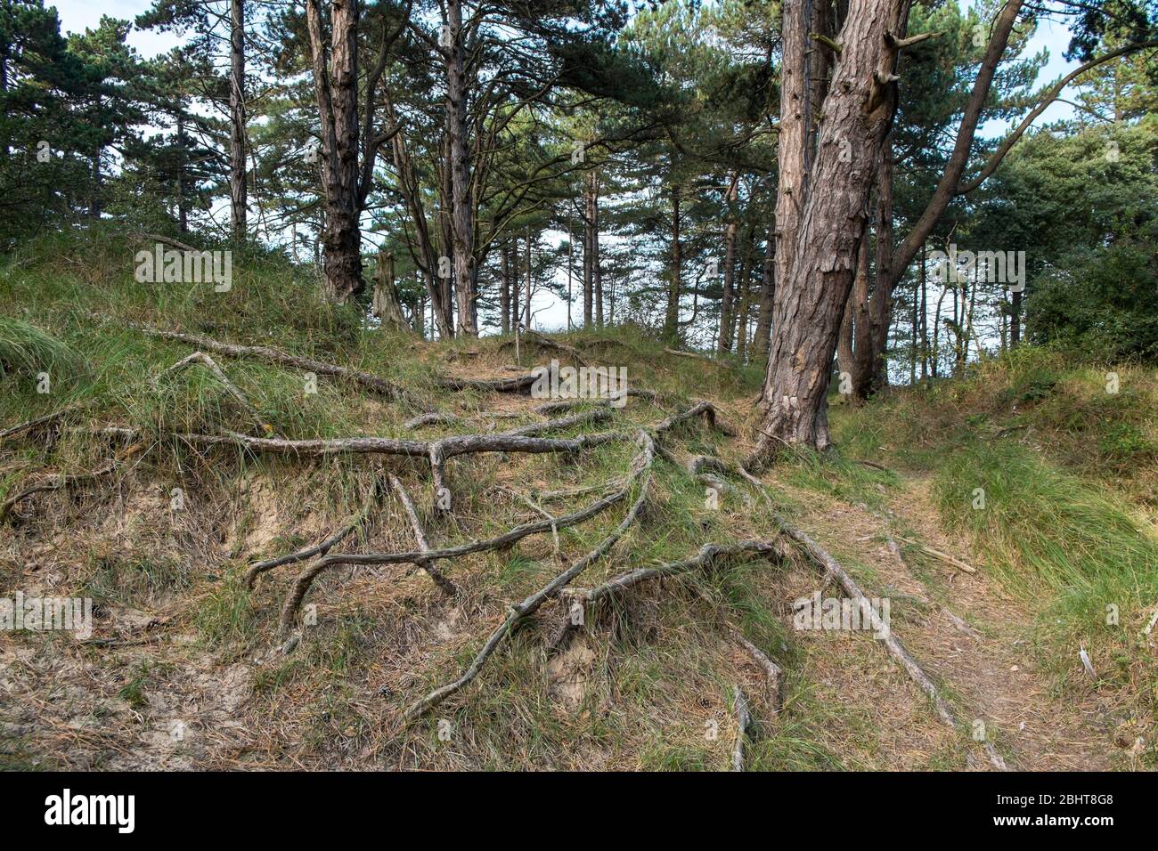 Monterey pine, Pinus radiata, roots radiating from base of trunk Stock ...