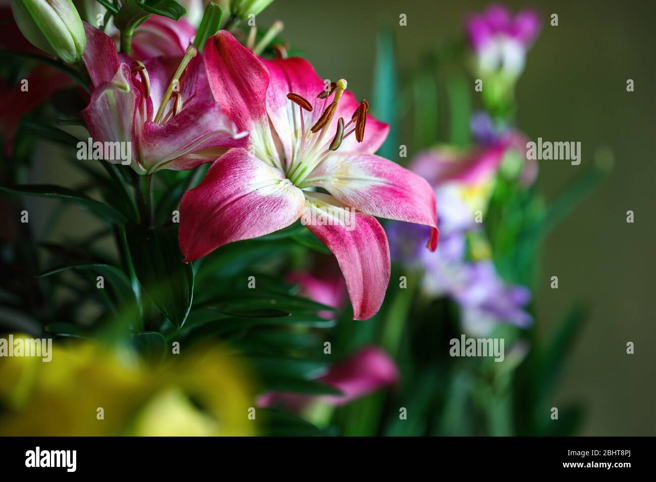 Pink and White Asiatic Lily, Lilium auratum, growing in a beautiful ...
