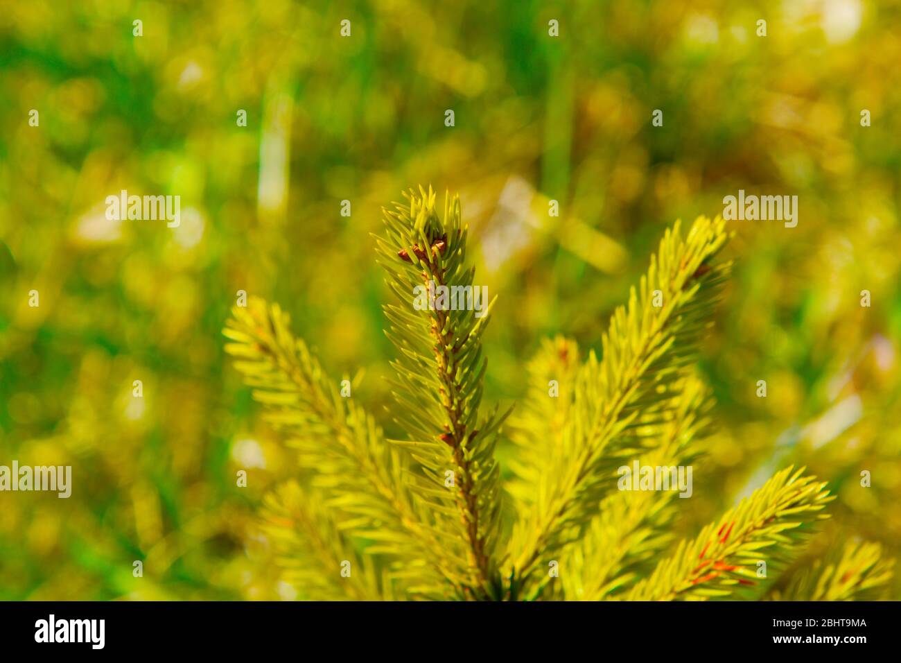 Small pine sprout hi-res stock photography and images - Alamy