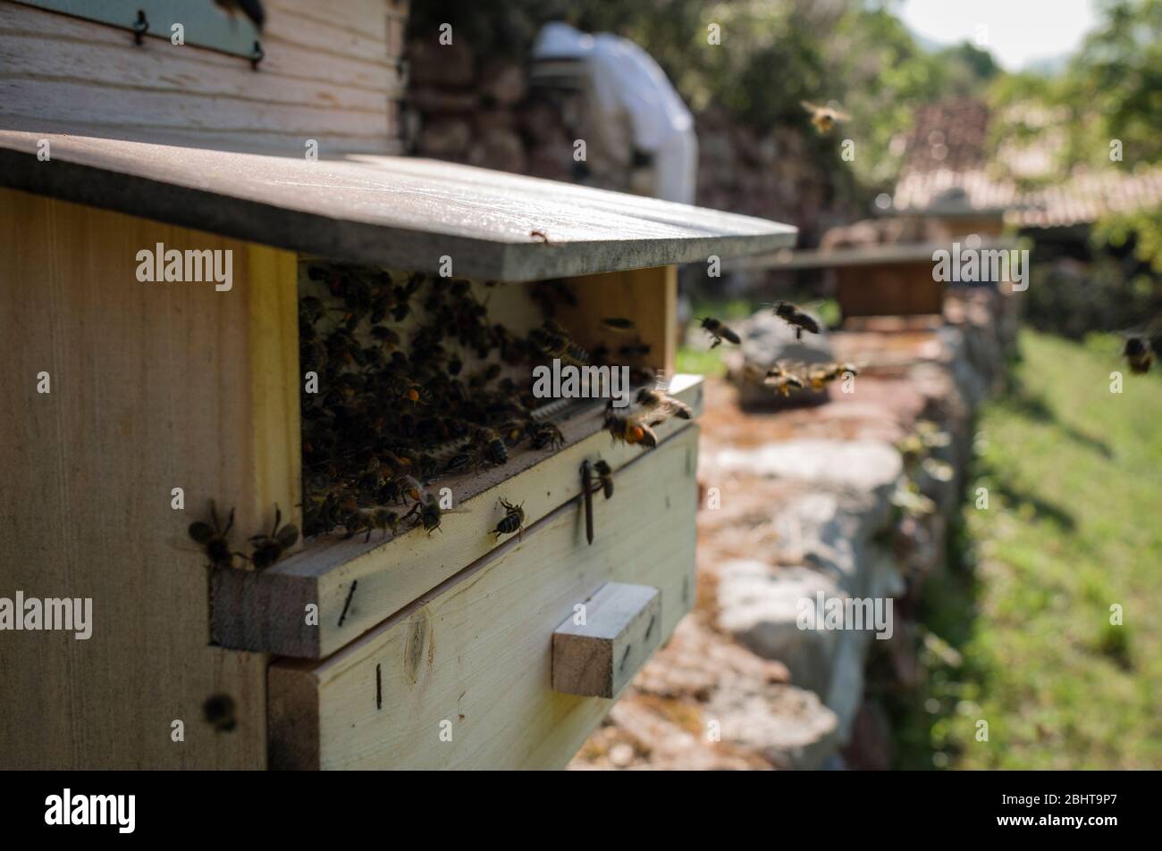 Close-up Bees in beehives with pollen collectors Stock Photo - Alamy