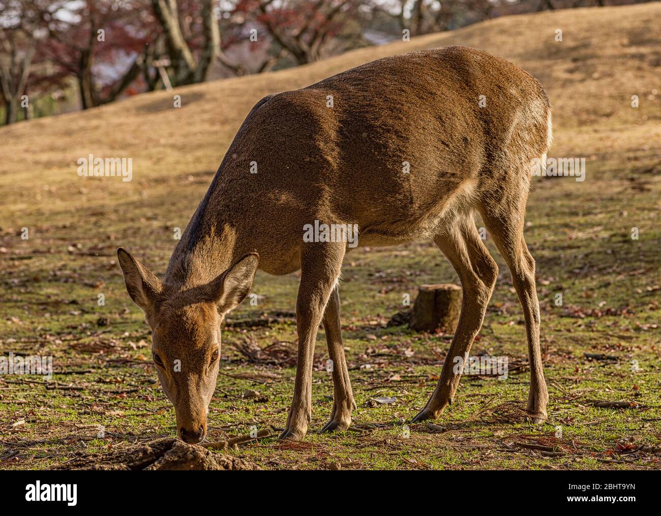 Cute Deer roaming freely in Nara Deer Park in Nara, Japan Stock Photo ...