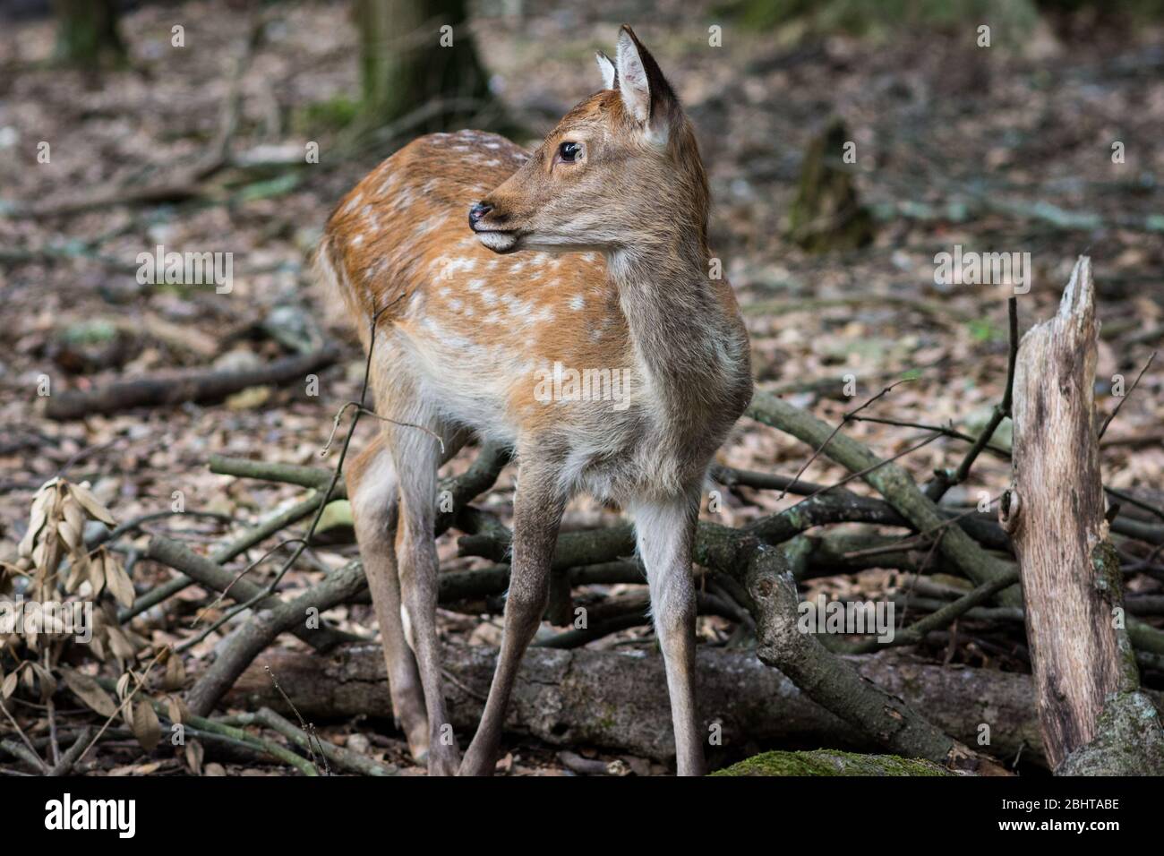 Cute Deer roaming freely in Nara Deer Park in Nara, Japan Stock Photo ...