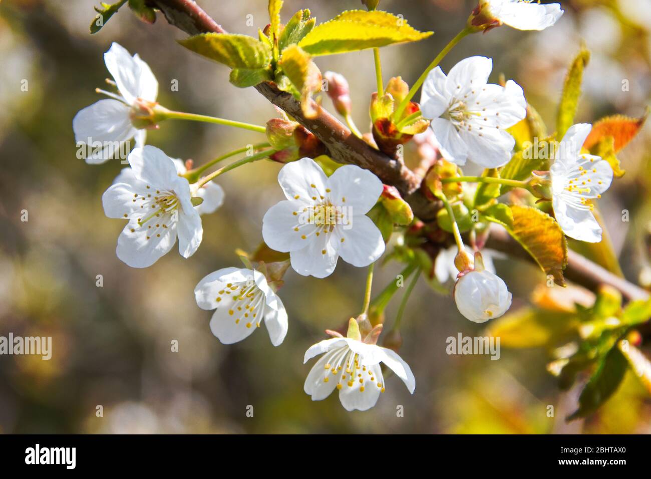 Beautiful tree leaf sprouting hi-res stock photography and images - Alamy