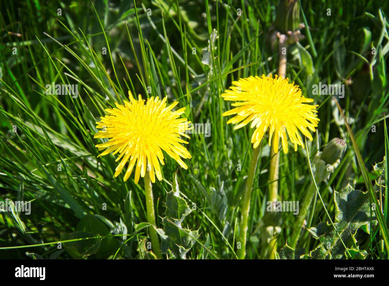 Two bright yellow dandelion flower heads growing outdoors in lush green ...
