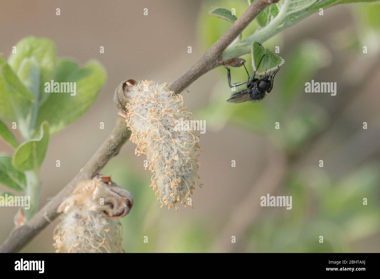 a black robber fly is on a green branch Stock Photo - Alamy