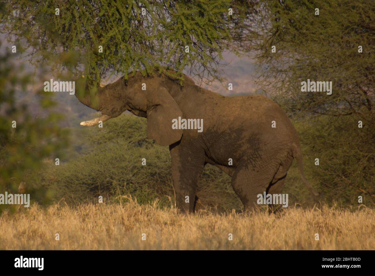 Elephant eating from tree hi-res stock photography and images - Alamy