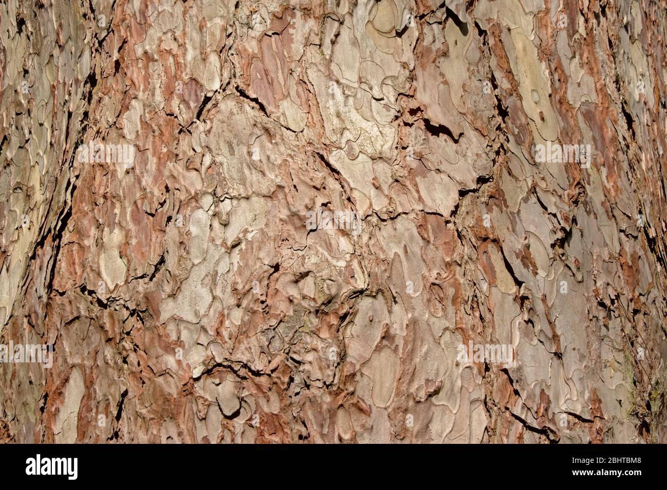 Nature background of pine tree bark closeup, full frame - pinus negra ...
