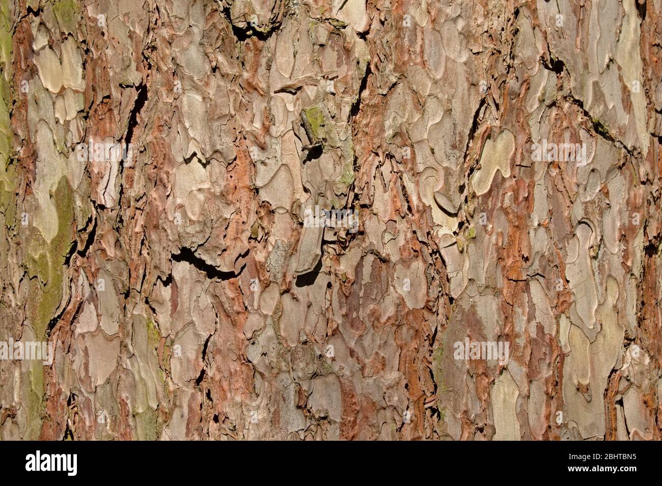 Nature background of pine tree bark closeup, full frame - pinus negra ...