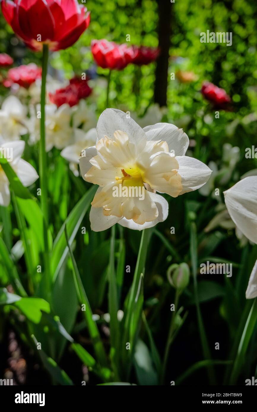 Group hybrid tulip flowers with violet and red-orange color fluffy ...