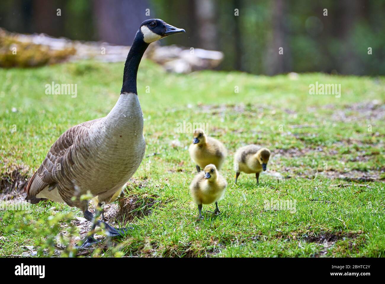 Canada Goose with goslings ( Branta Canadensis ), Teverener Heide ...