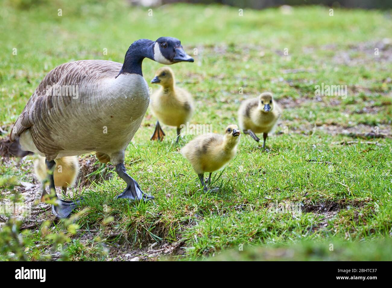 Canada Goose with goslings ( Branta Canadensis ), Teverener Heide ...