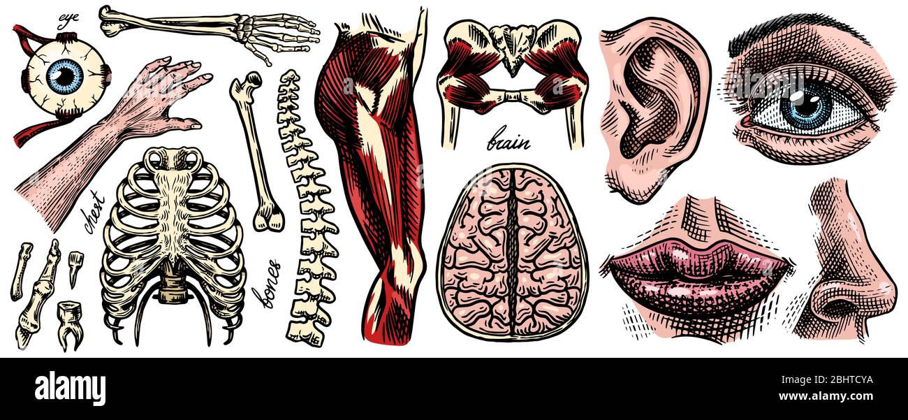 Anatomy of human bones and muscles set. Organ systems. Body and Thorax ...