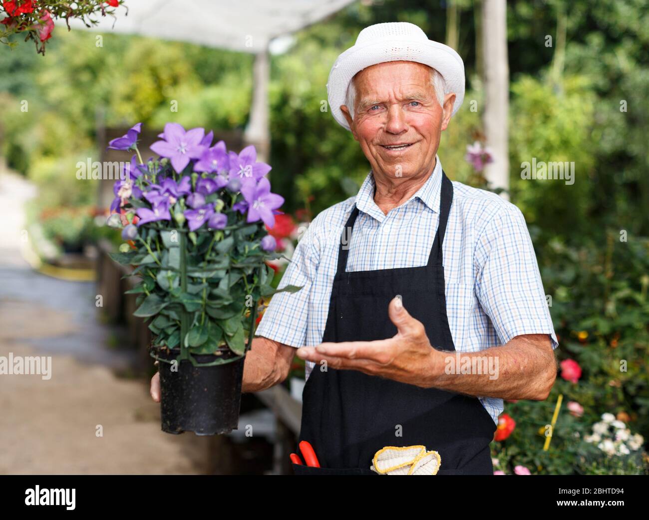 Portrait of senior man enjoying his favourite pastime of flowers ...