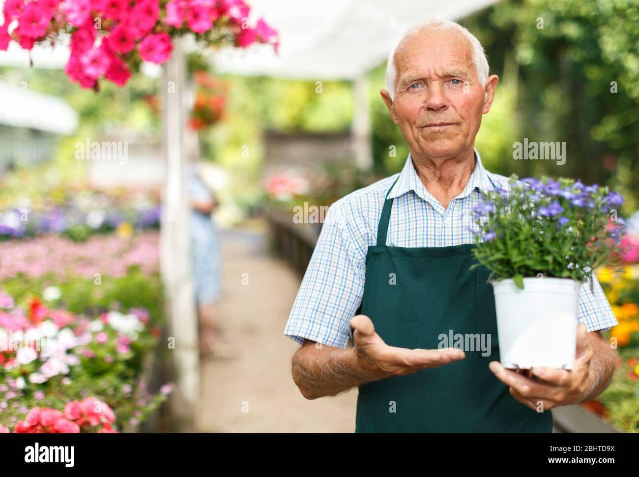 Portrait of senior man enjoying his favourite pastime of flowers ...