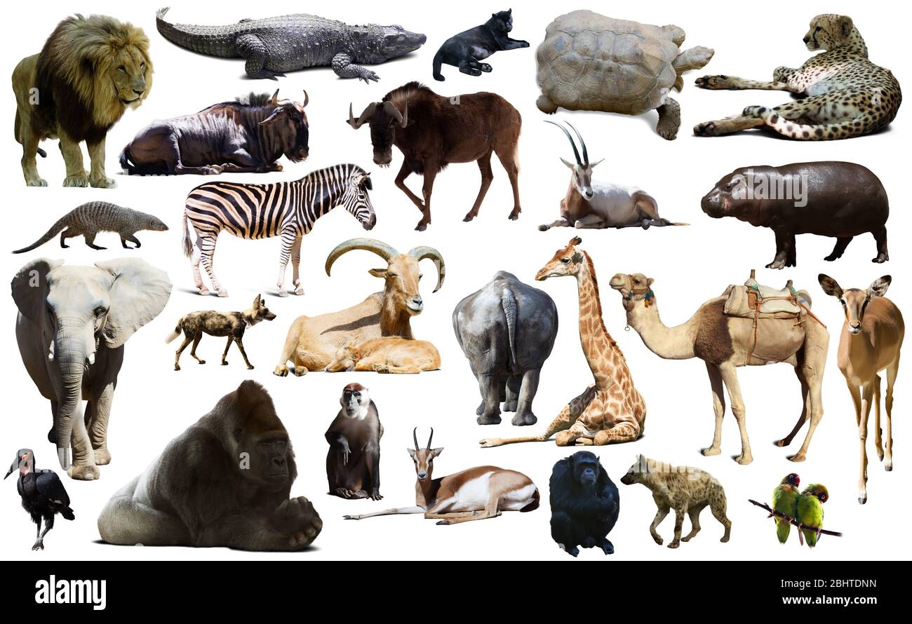 Set of different African animals isolated over white Stock Photo - Alamy