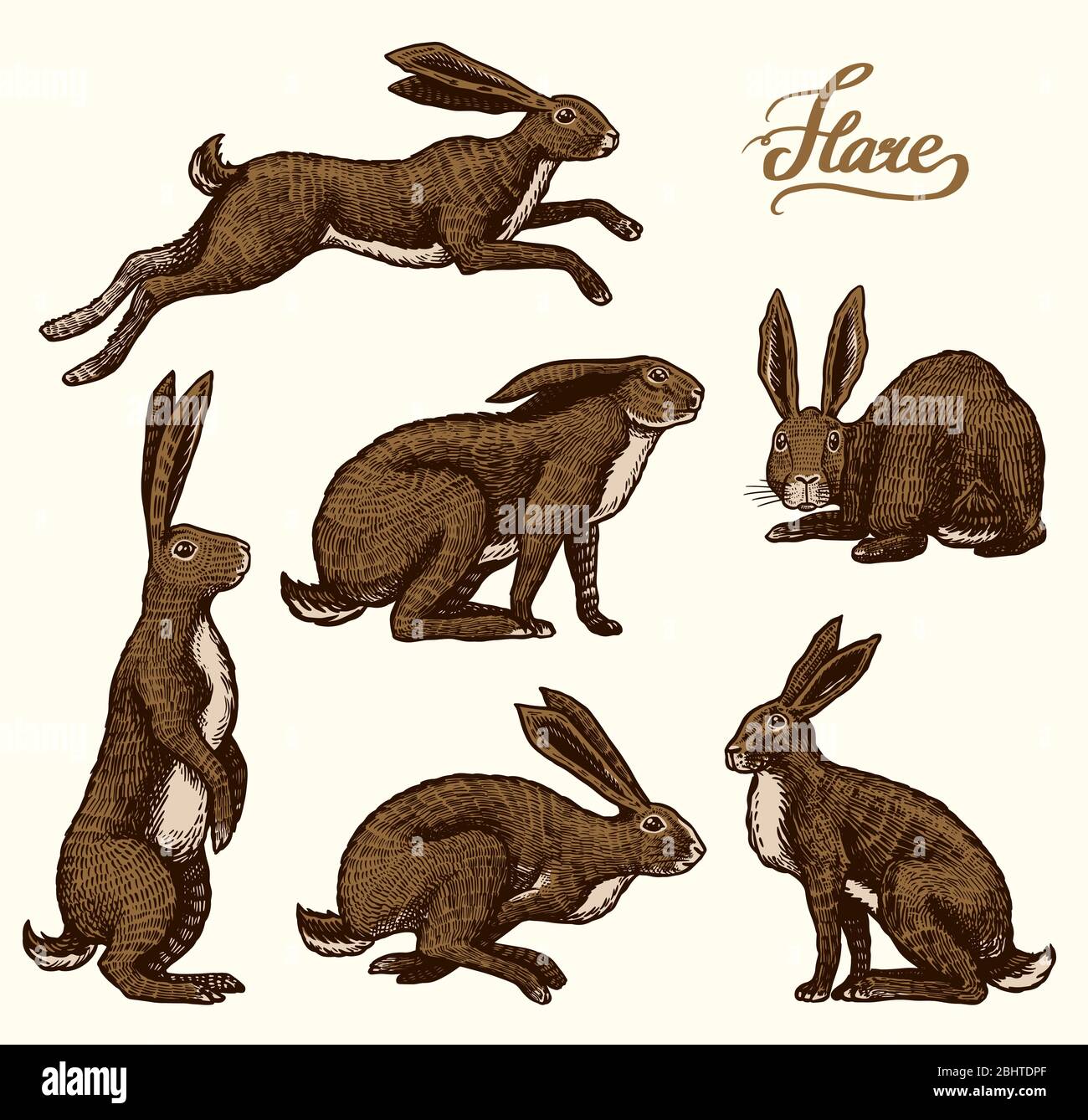 Jumping hares Stock Vector Images - Alamy