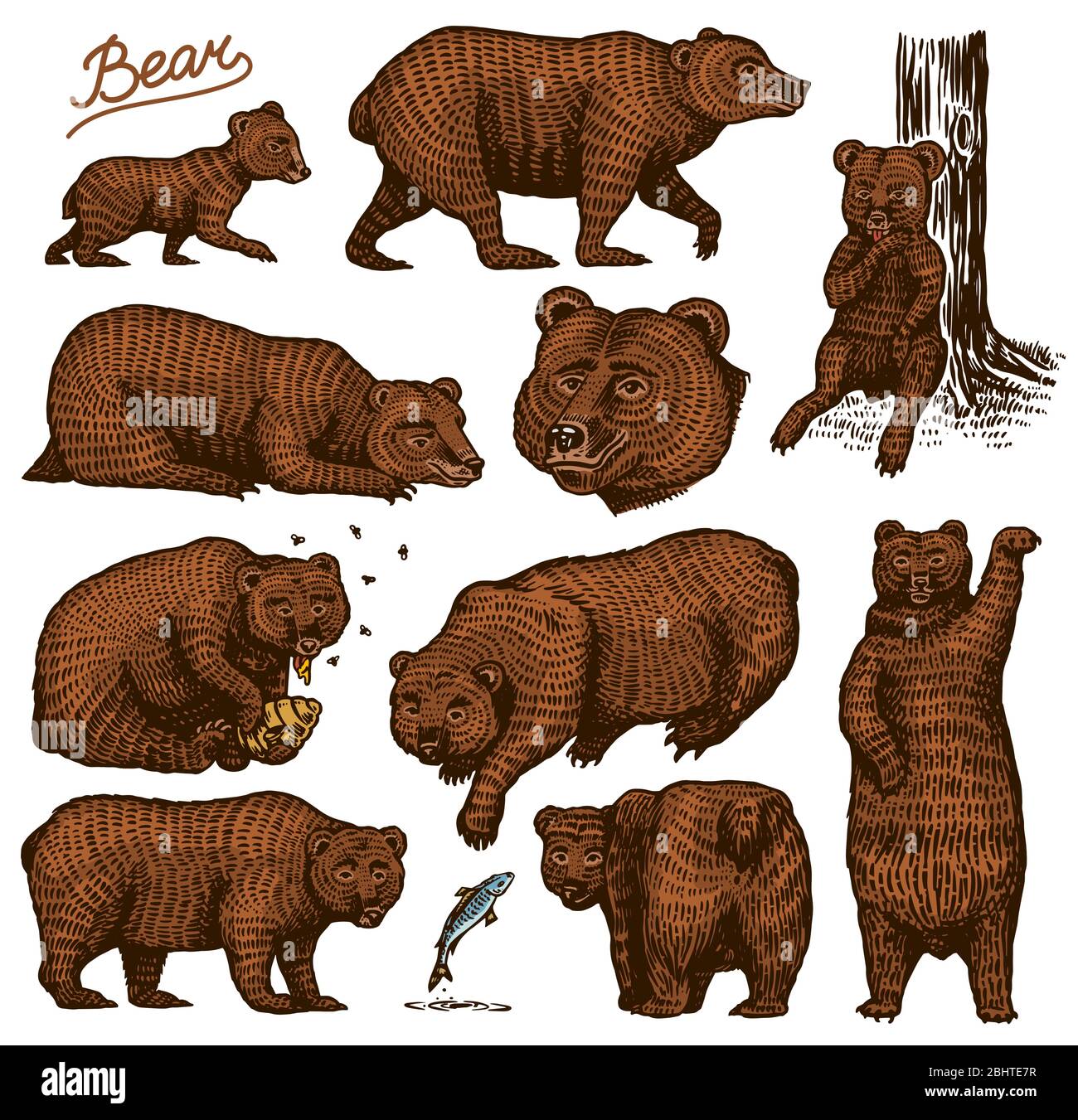 Grizzly Bear Template