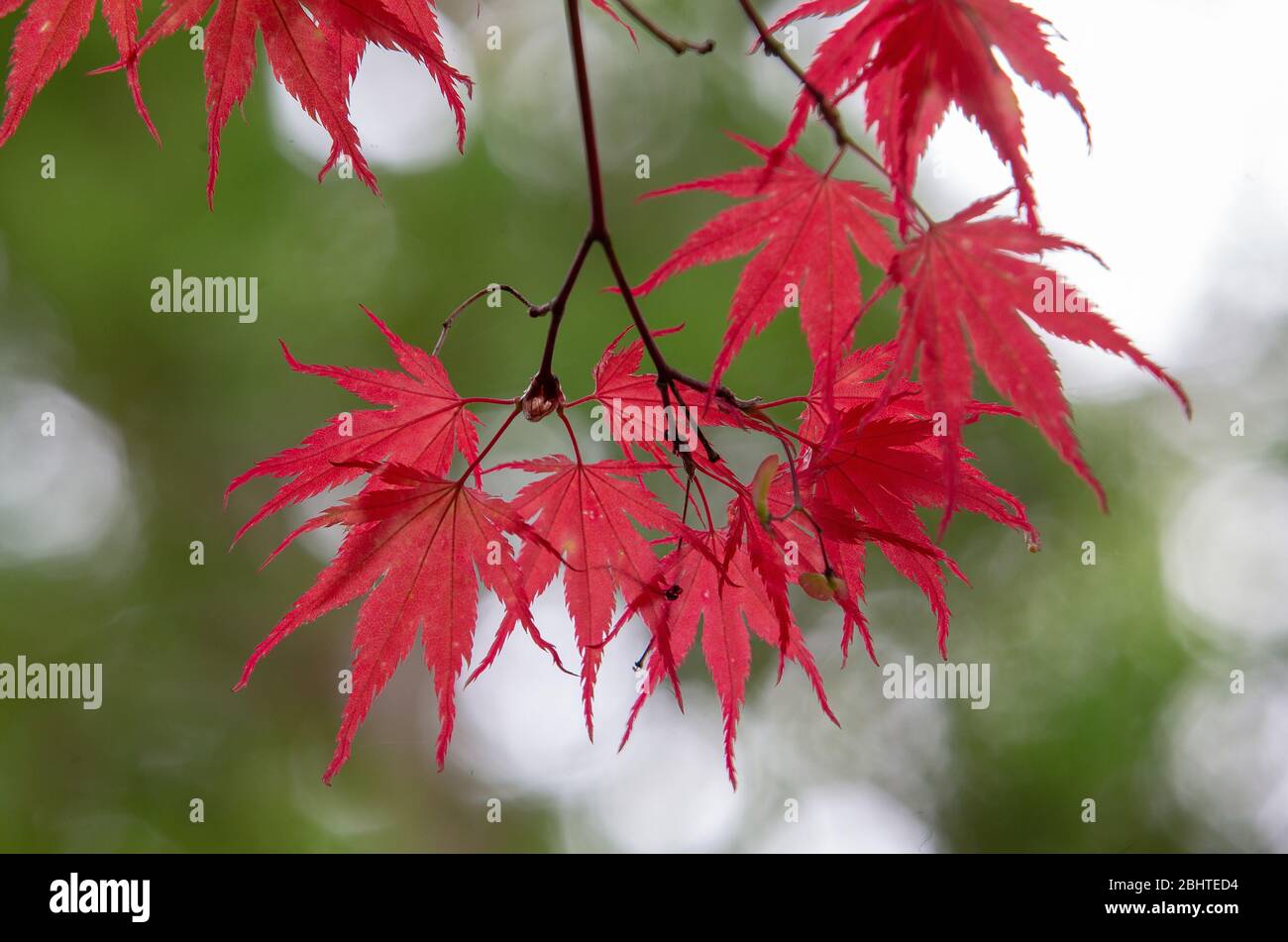 Red leaves of japanese maple in May in Potsdam - beauty of nature Stock ...