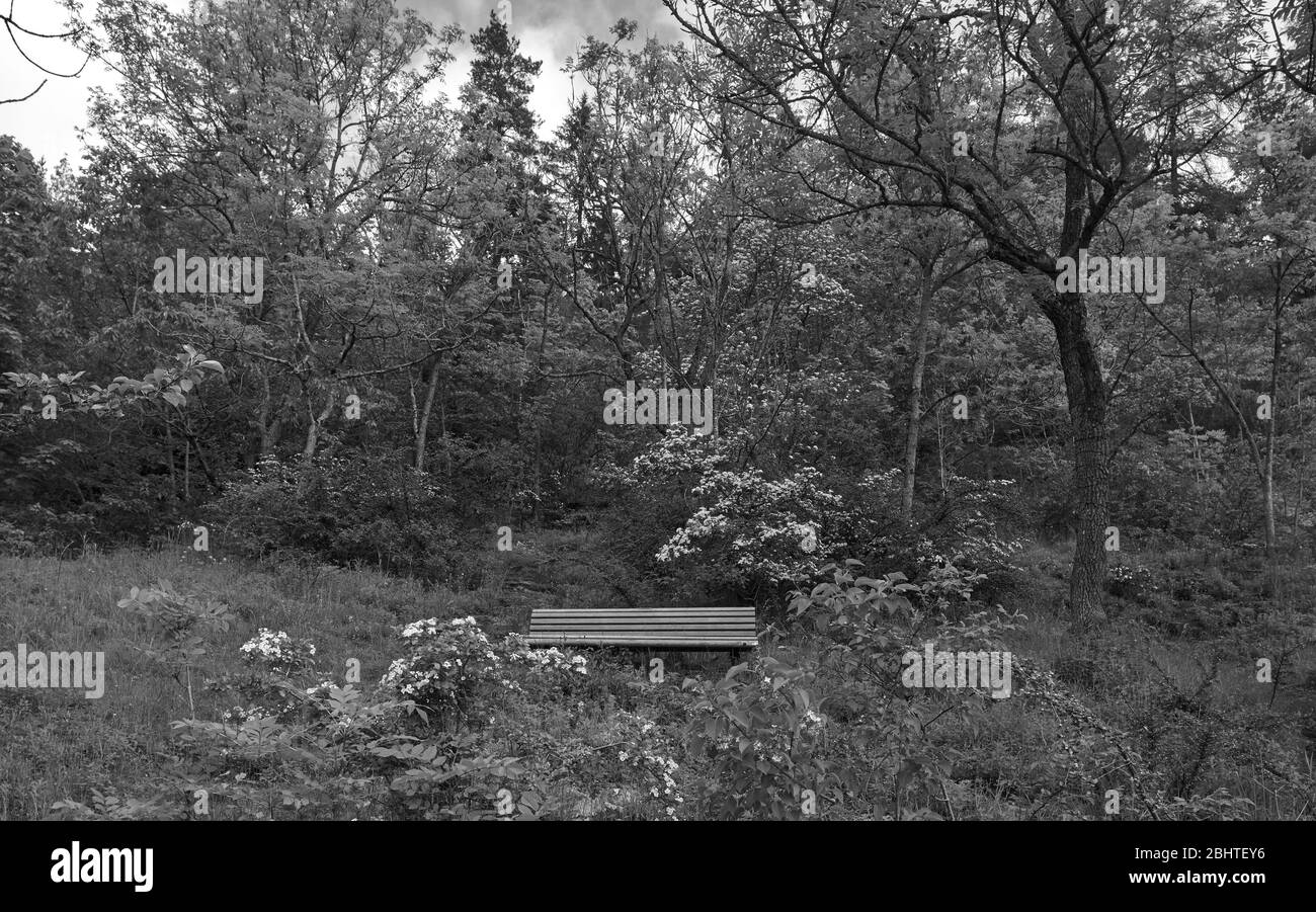 bench in the forest Stock Photo - Alamy