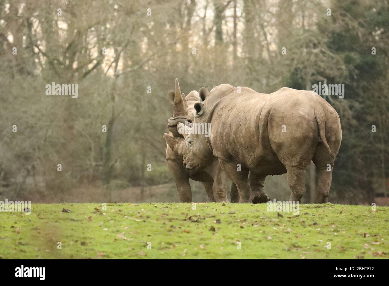 Tussling white rhinos Stock Photo - Alamy
