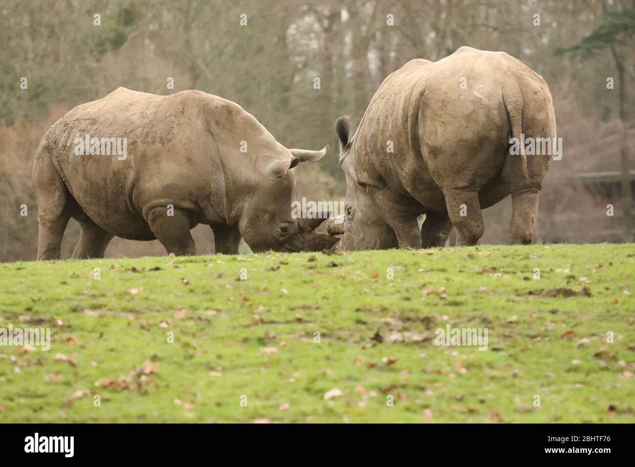 Tussling hi-res stock photography and images - Alamy