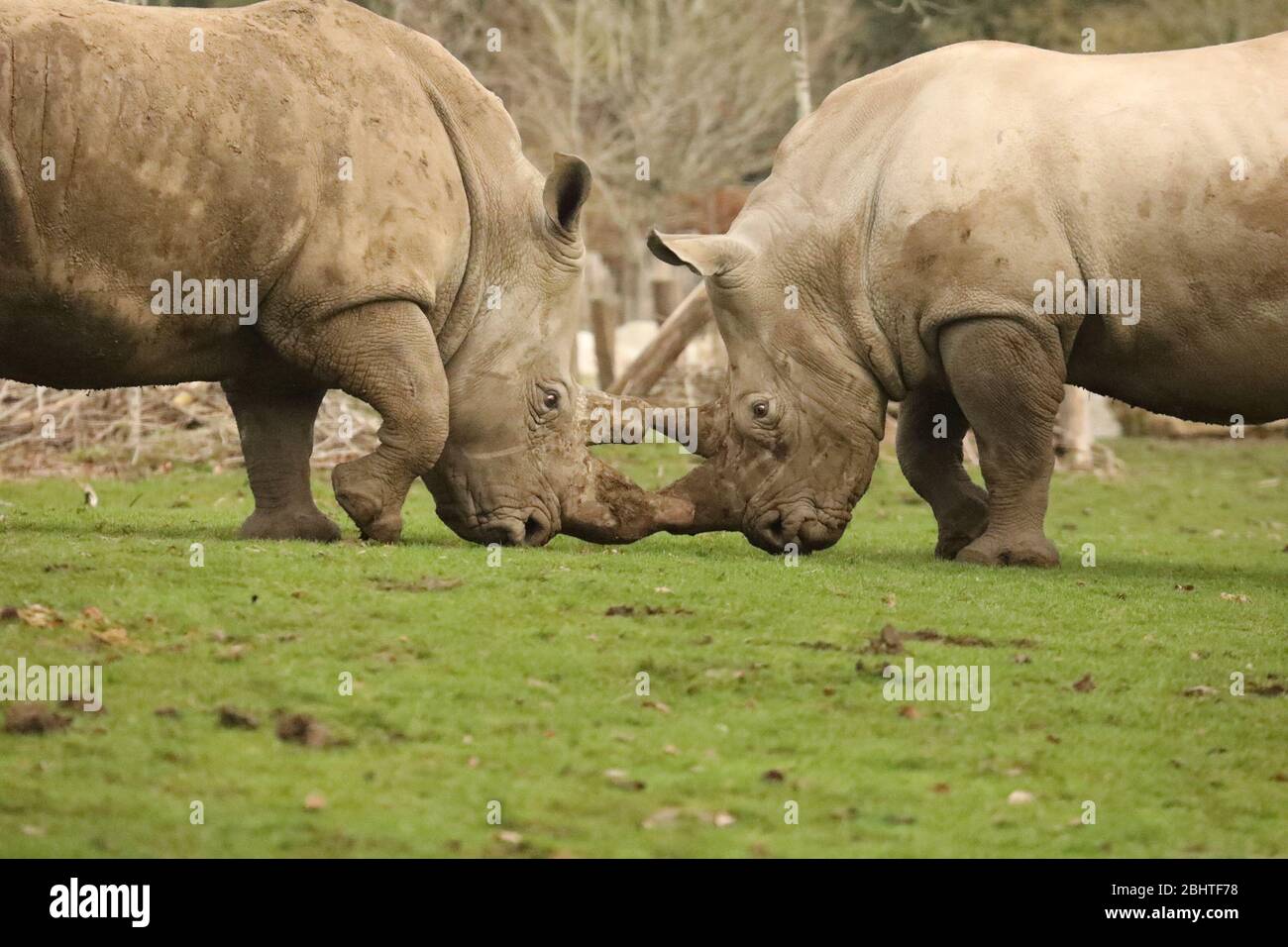 Tussling High Resolution Stock Photography and Images - Alamy