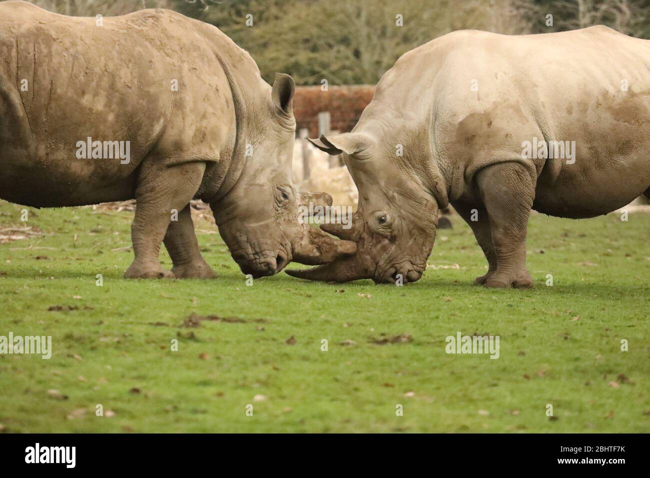 Tussling hi-res stock photography and images - Alamy