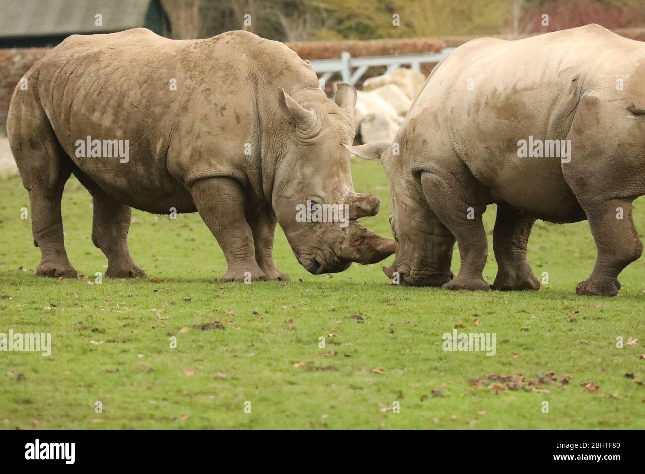 Tussling hi-res stock photography and images - Alamy