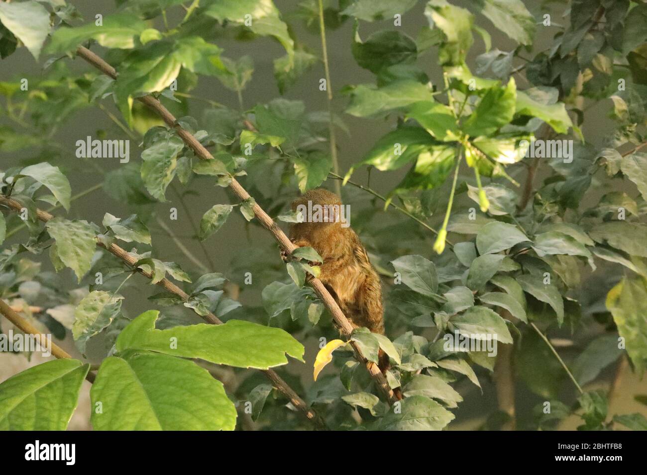 Pygmy marmoset feeding hi-res stock photography and images - Alamy