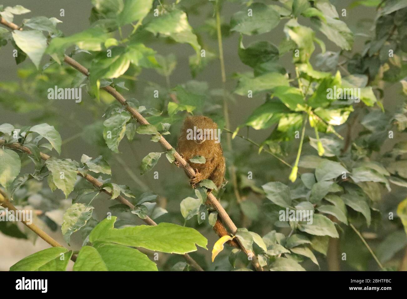 Pygmy marmoset feeding hi-res stock photography and images - Alamy