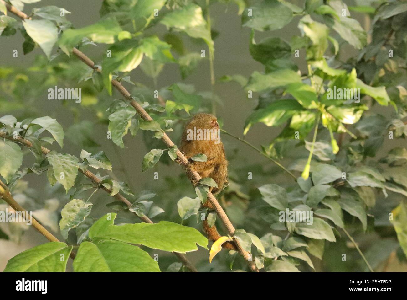 Pygmy marmoset feeding hi-res stock photography and images - Alamy