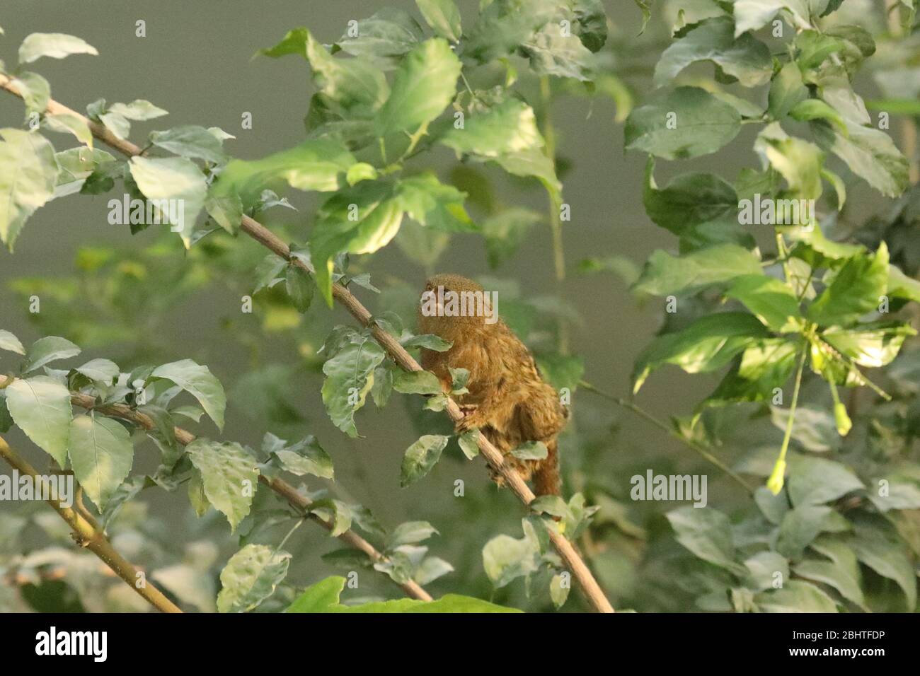 Pygmy marmoset feeding hi-res stock photography and images - Alamy