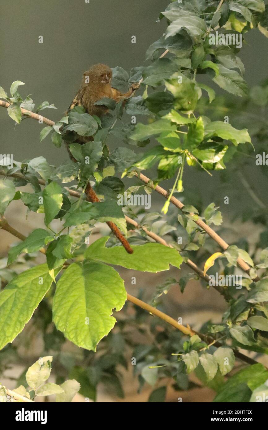 Marmoset feeding hi-res stock photography and images - Alamy