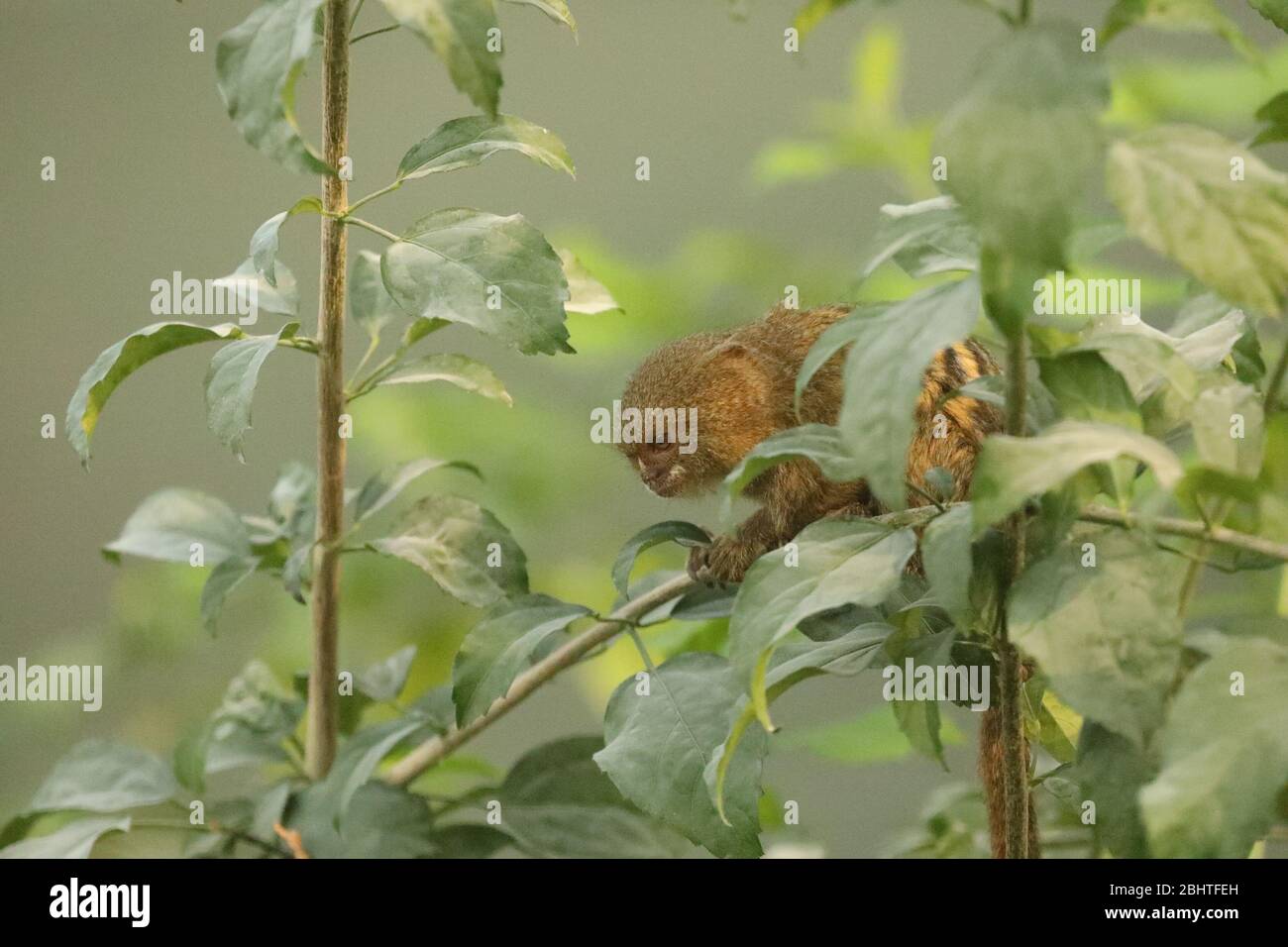 Pygmy marmoset feeding hi-res stock photography and images - Alamy