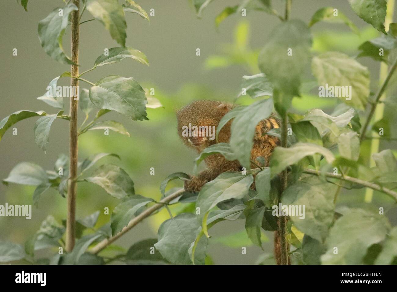 Pygmy marmoset feeding hi-res stock photography and images - Alamy