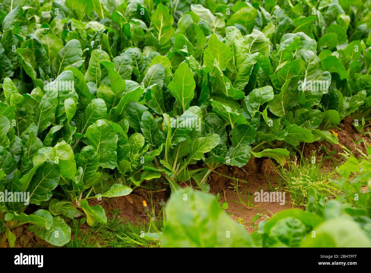 Growing mangold in the greenhouse Stock Photo - Alamy