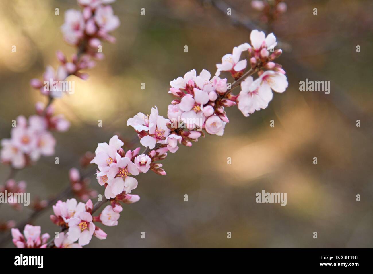 Canadian spring hi-res stock photography and images - Alamy