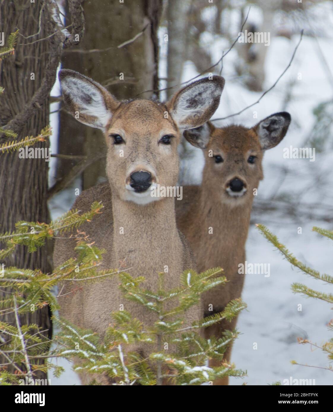 Fawn And Doe And Buck