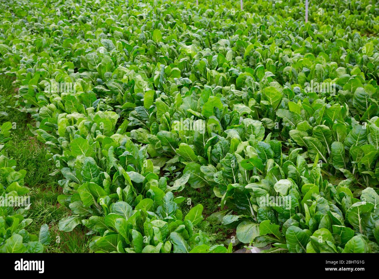 Growing mangold in the greenhouse Stock Photo - Alamy